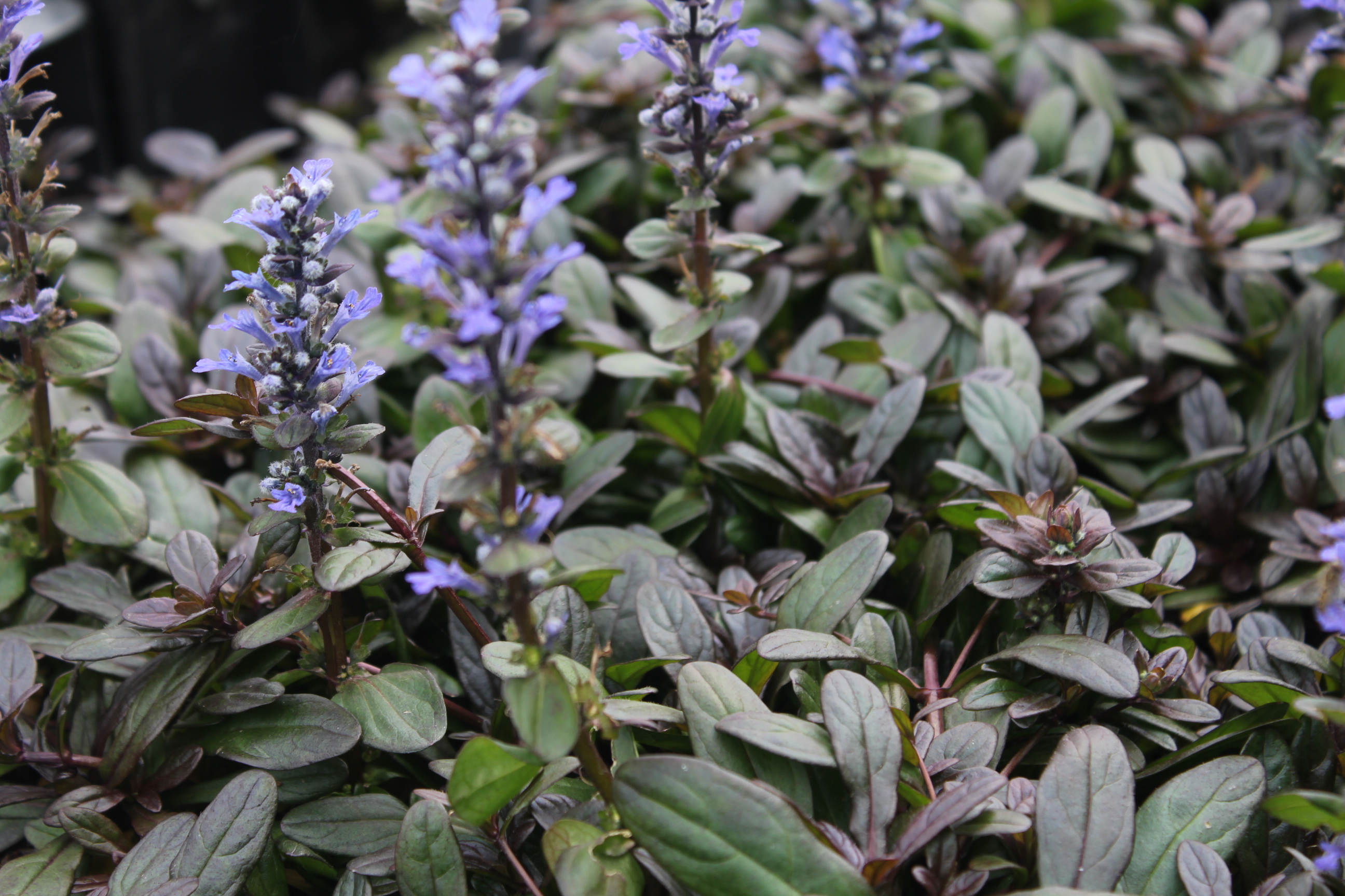 Ajuga reptans 'Chocolate Chips' | Verhulst – Van Ryckeghem