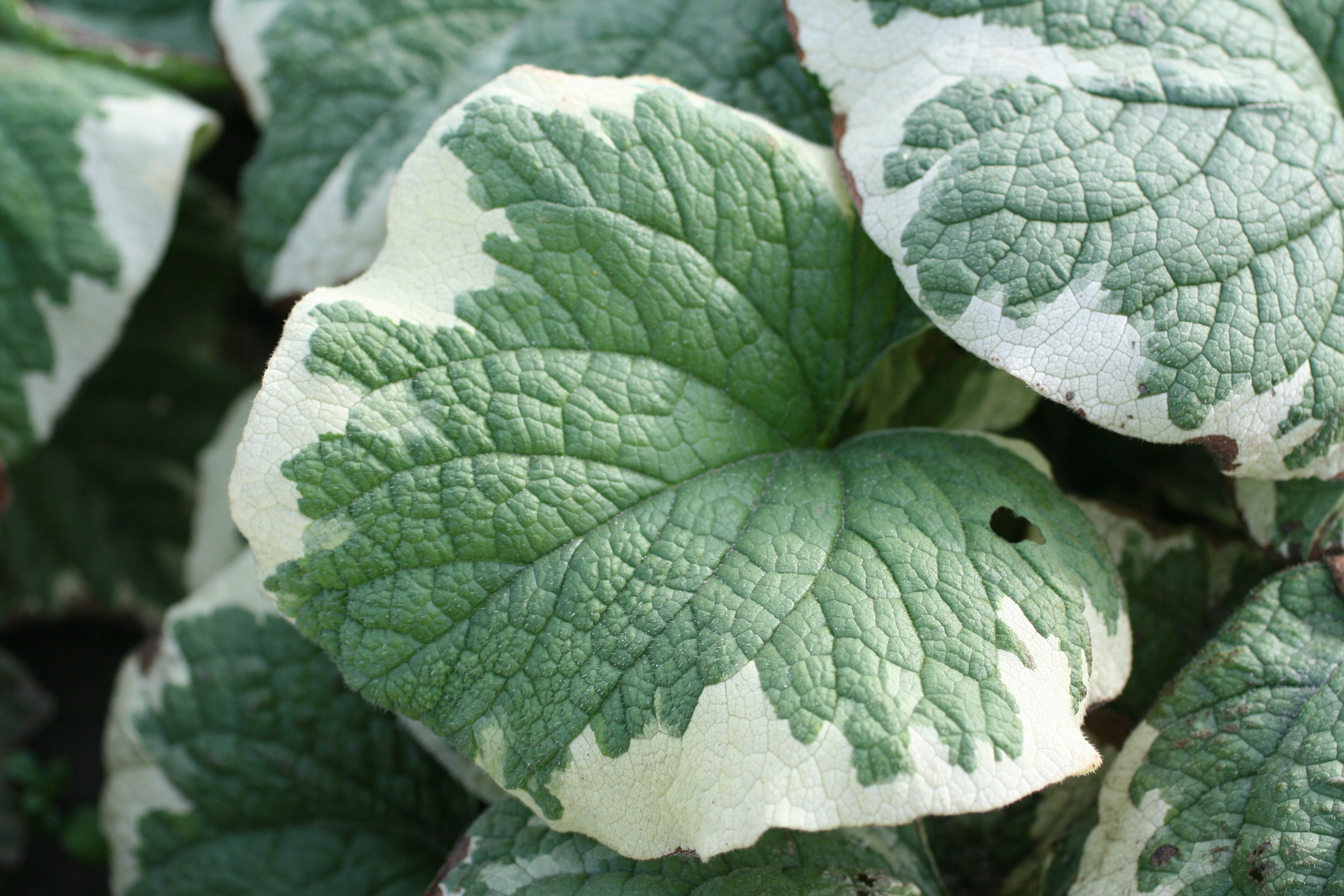 Brunnera macrophylla 'Variegata' ('Dawson's White') | Verhulst – Van ...