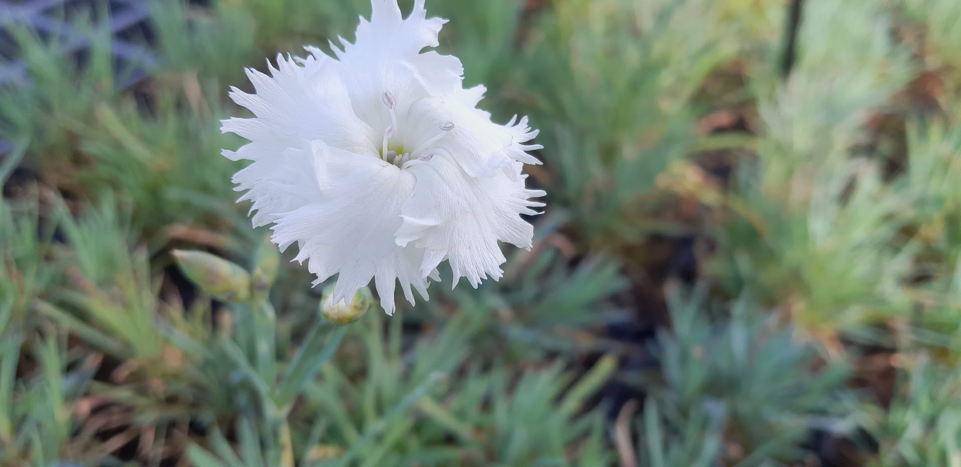 Dianthus plumarius 'Albus Plenus' | Verhulst – Van Ryckeghem