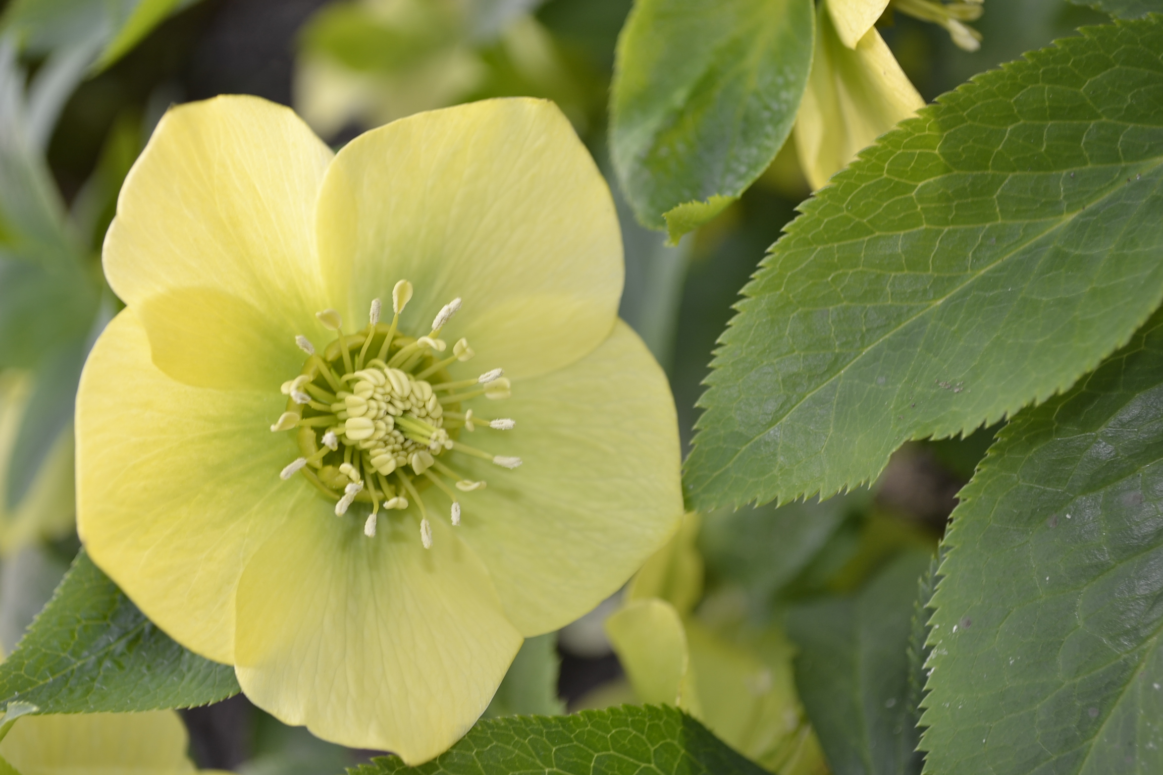 Helleborus orientalis 'Yellow Lady' | Verhulst – Van Ryckeghem