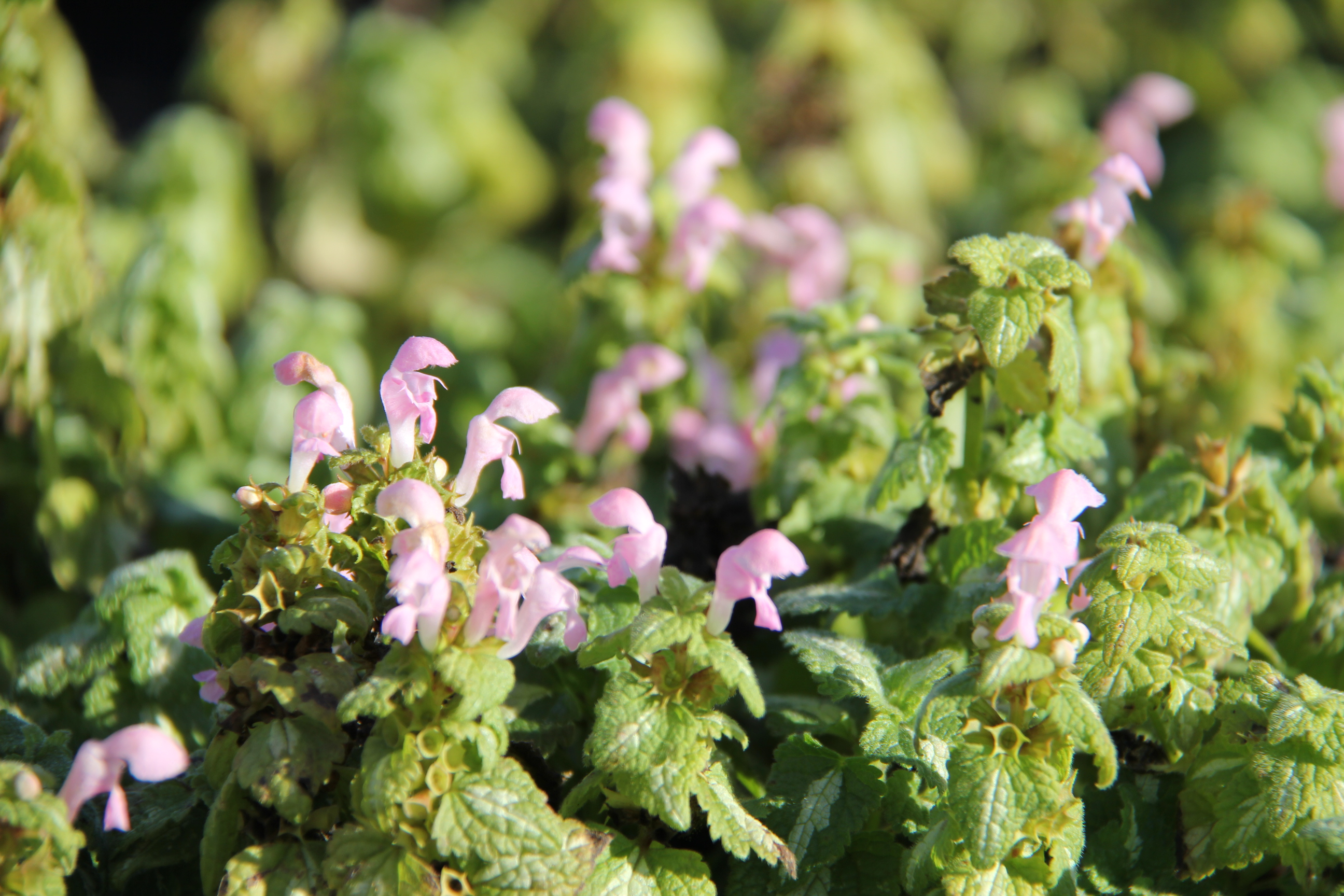 Lamium maculatum 'Shell Pink' | Verhulst – Van Ryckeghem