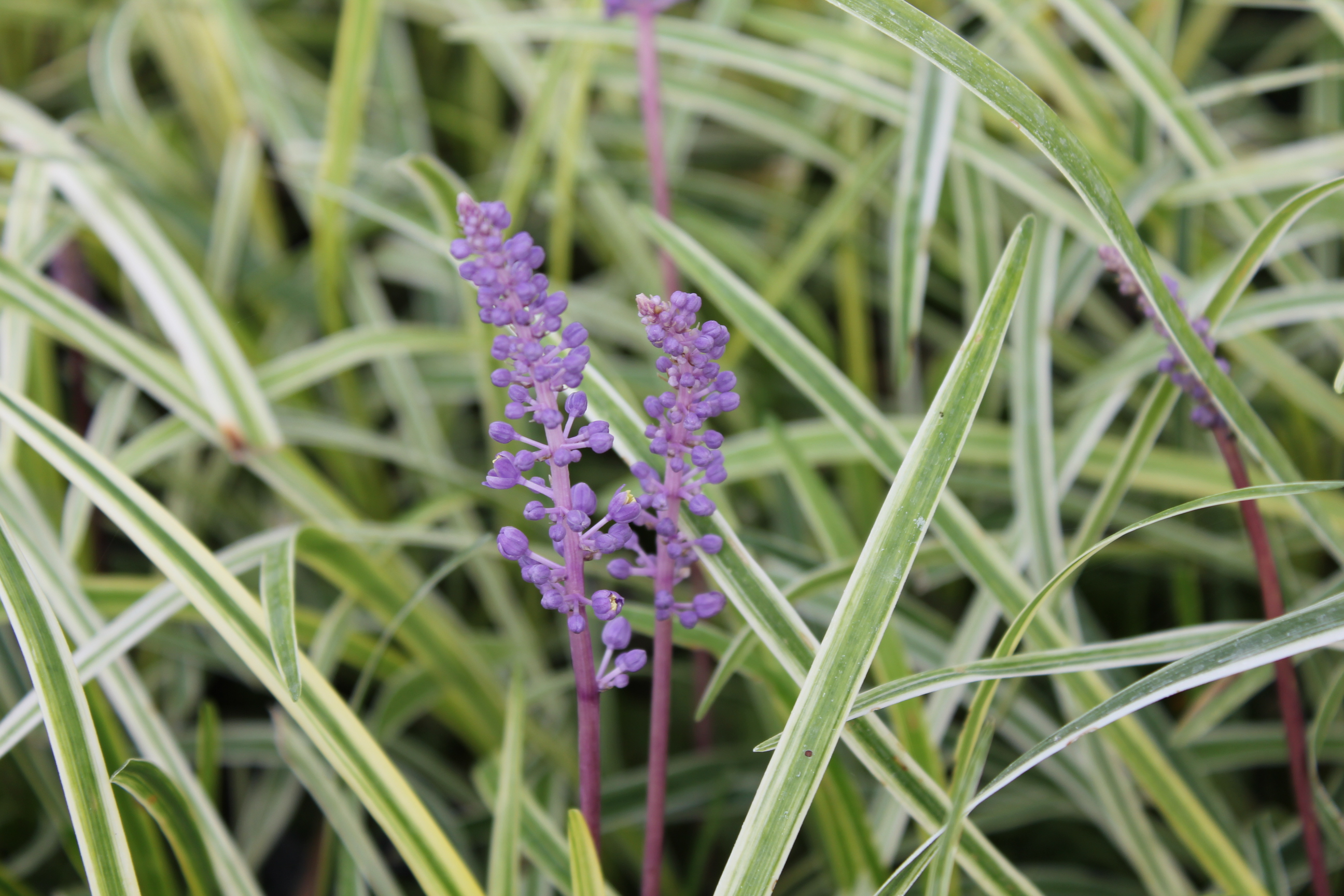 Liriope spicata 'Silvery Sunproof' | Verhulst – Van Ryckeghem