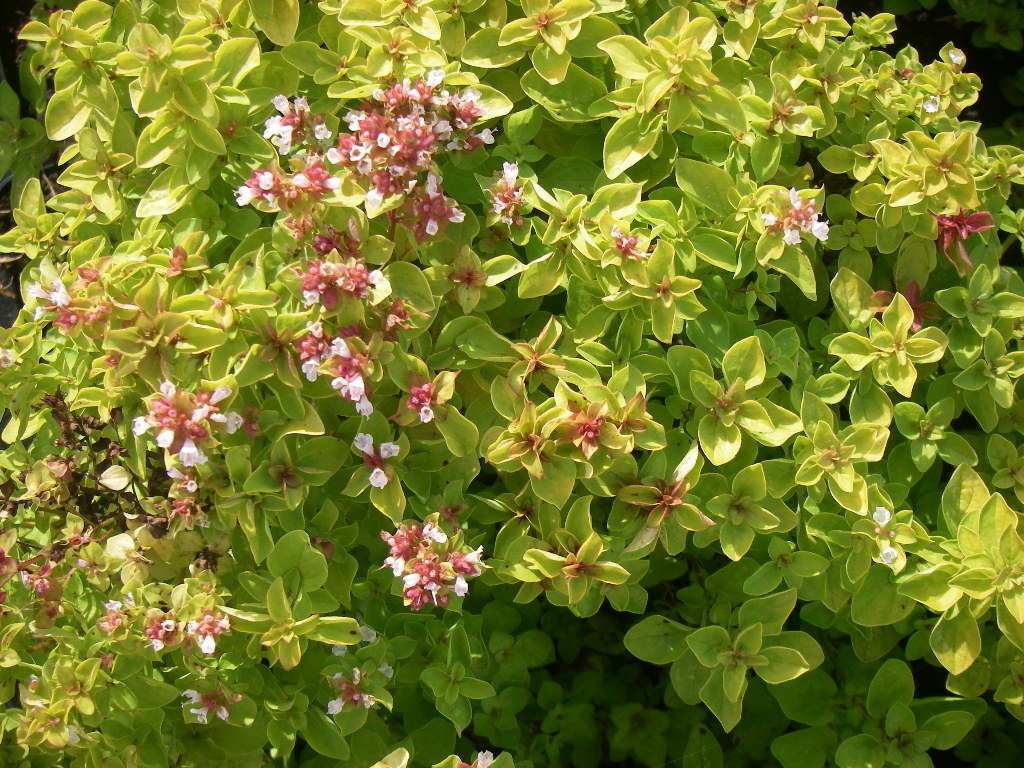 Origanum vulgare 'Thumble's Variety' | Verhulst – Van Ryckeghem