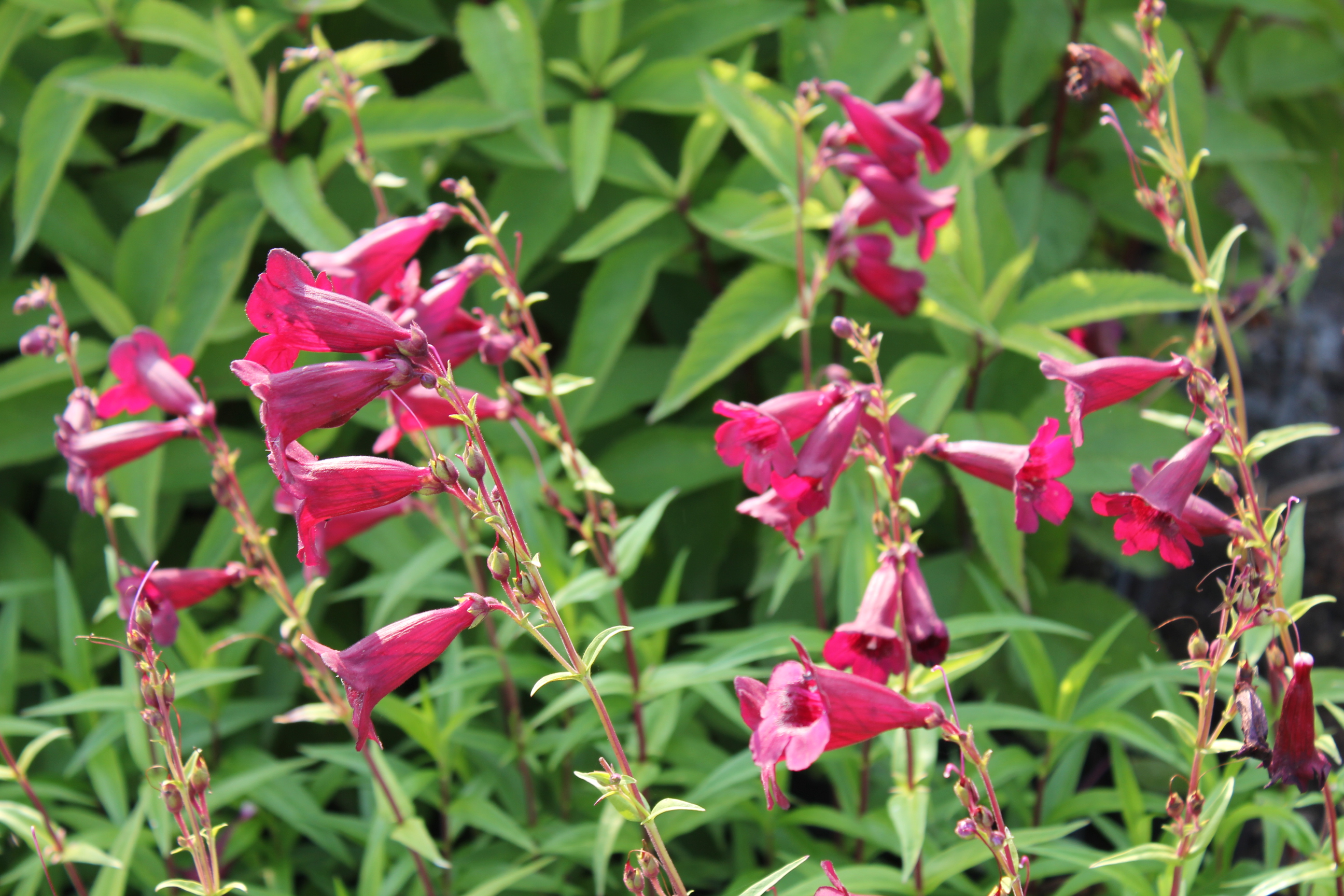 Penstemon 'Rich Ruby' | Verhulst – Van Ryckeghem